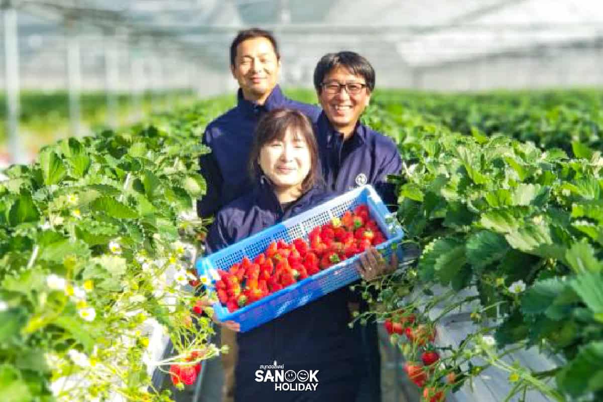 สวนผลไม้ไลออน คะจิตสึเอ็น (Lion Kajitsuen) - Sanook Holiday