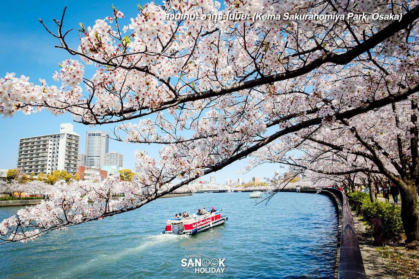 พยากรณ์ดอกซากุระบาน 2025 - Sanook Holiday